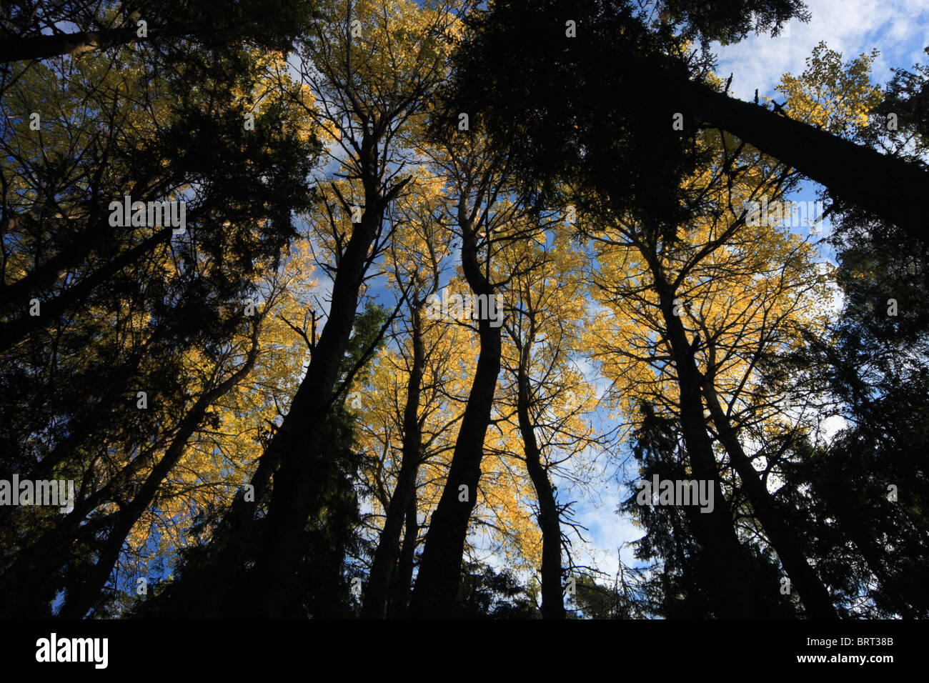 Autumn yellow leaves Stock Photo - Alamy