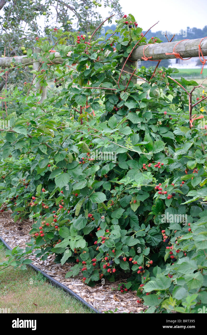 Amish bush hi-res stock photography and images - Alamy