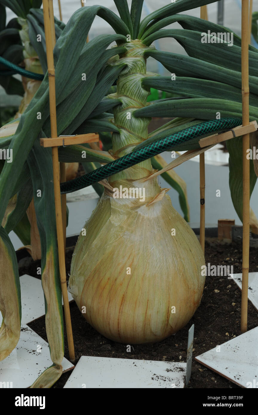 Giant onions hi-res stock photography and images - Alamy