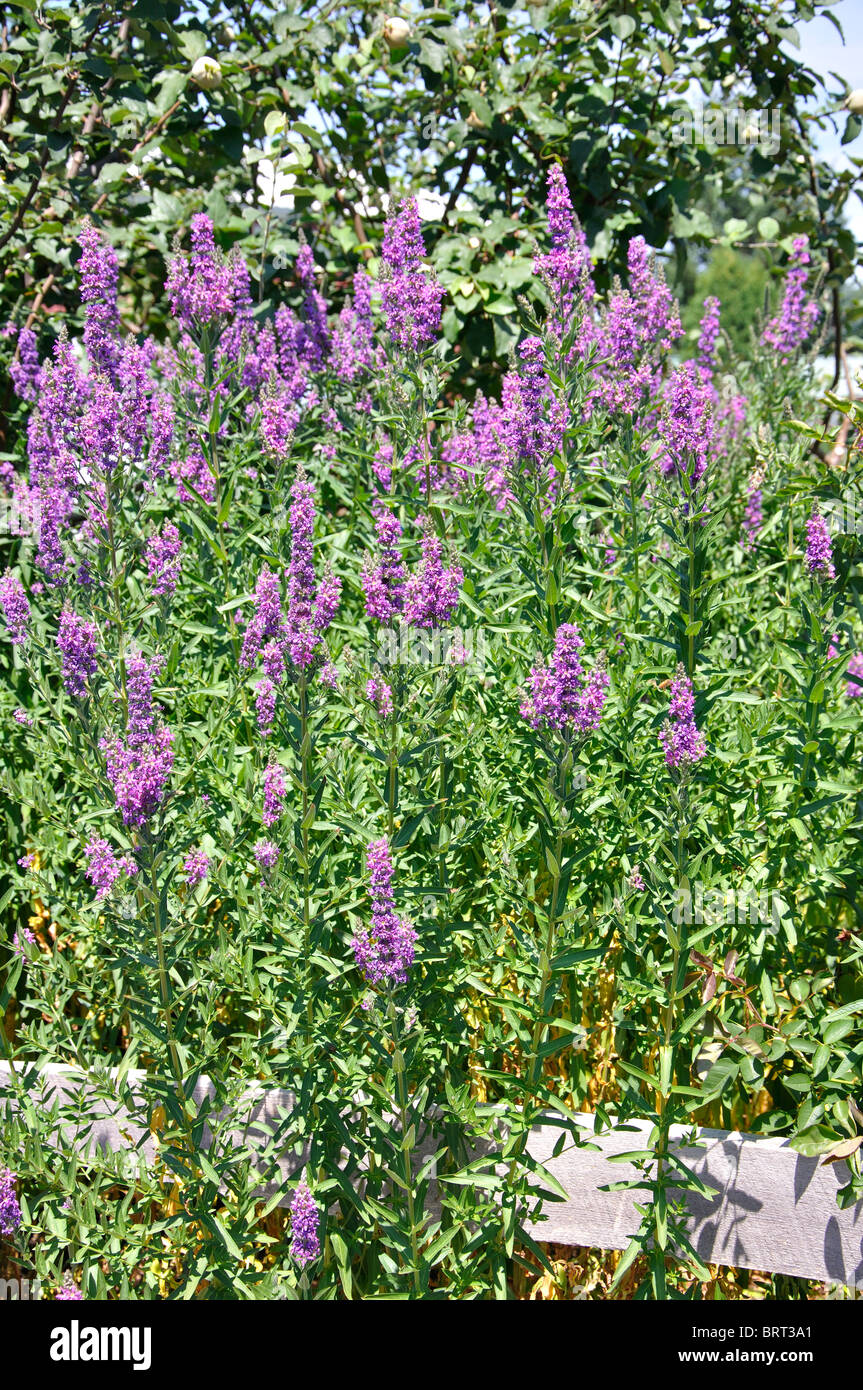 Connecticut Flower