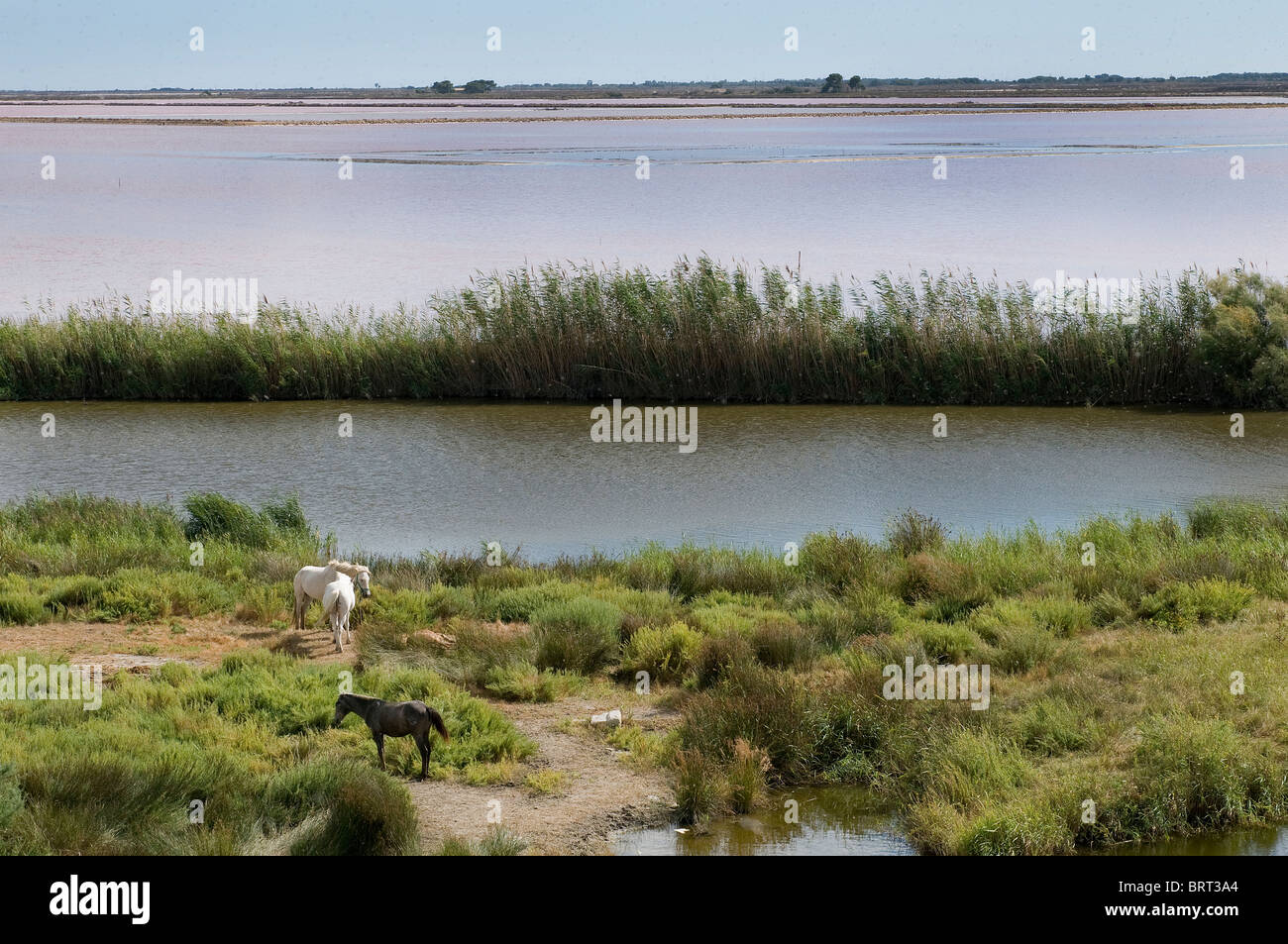 wild horses in Camargue Stock Photo - Alamy