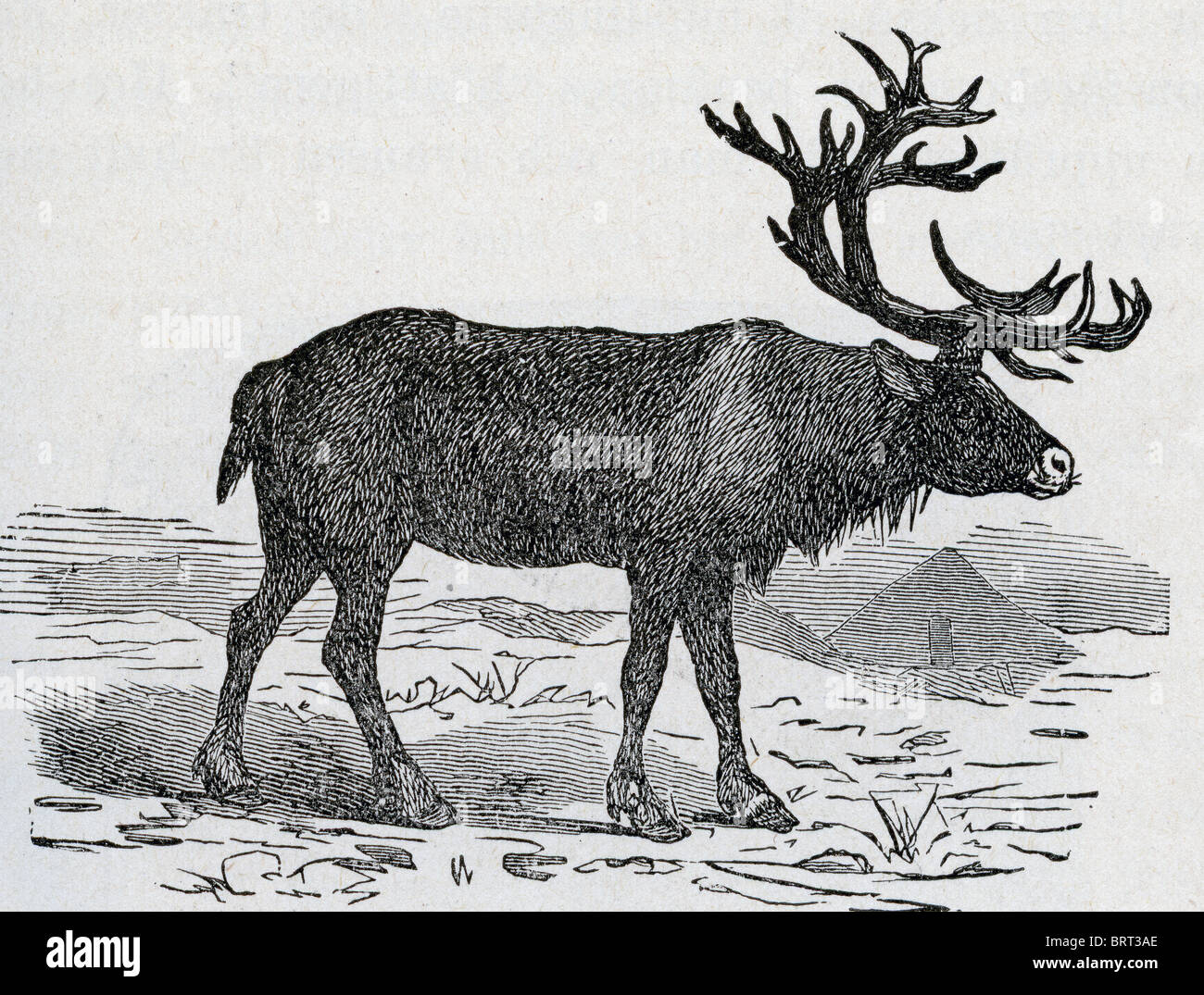 100 year old lithograph of reindeer Stock Photo - Alamy