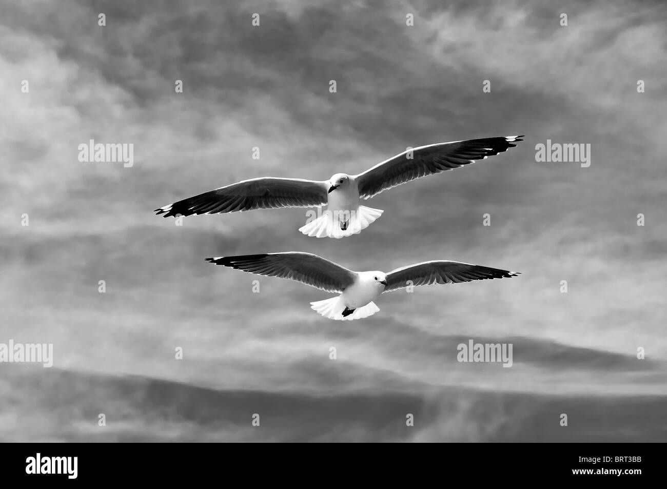 Flock of seagulls Stock Photo - Alamy