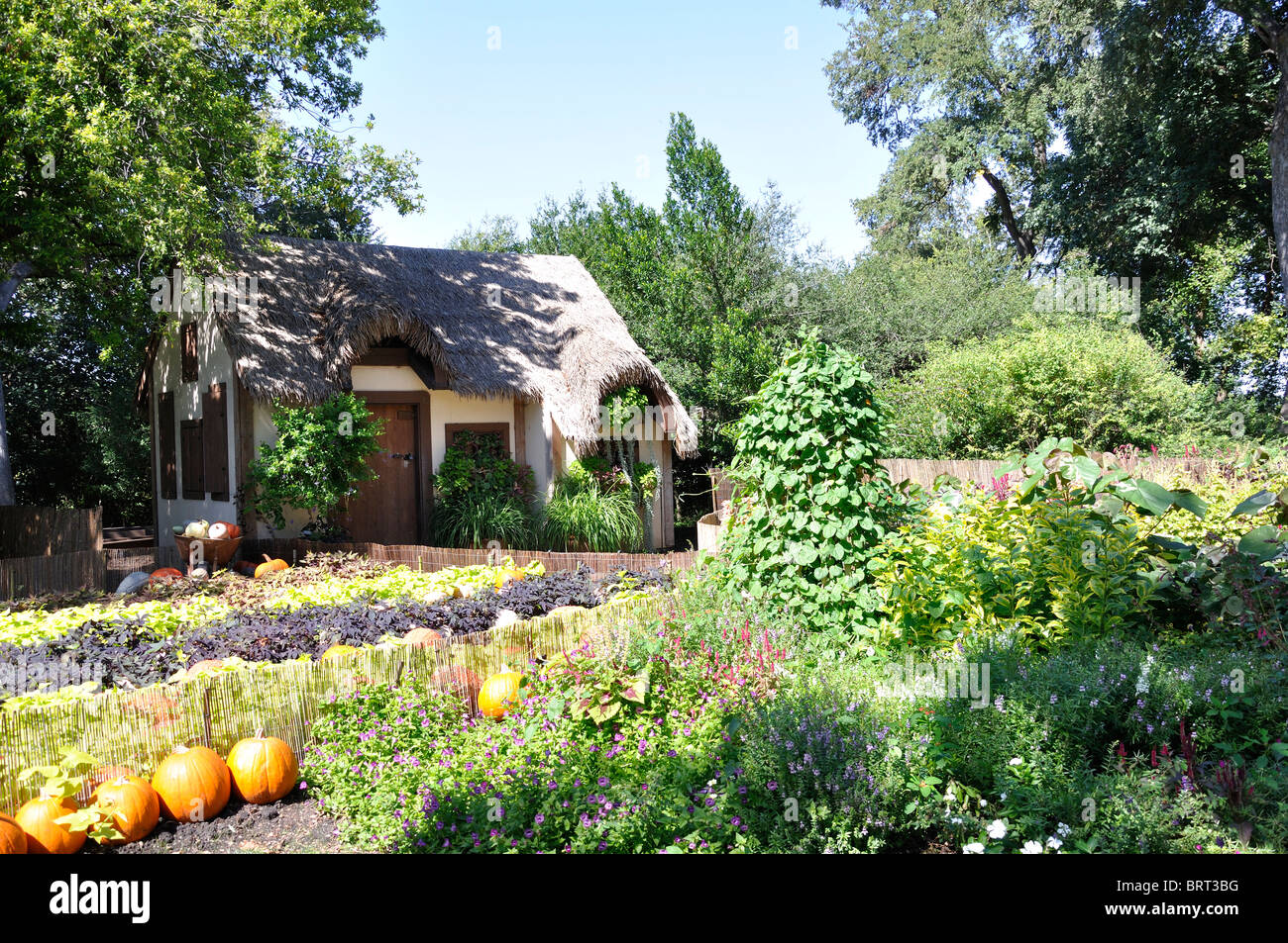 Texas fall dallas arboretum hi-res stock photography and images - Alamy