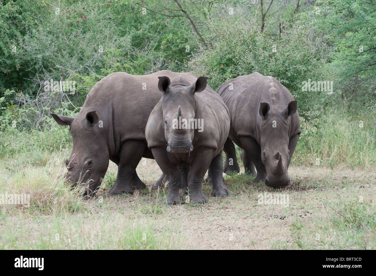 Group of rhino hi-res stock photography and images - Alamy