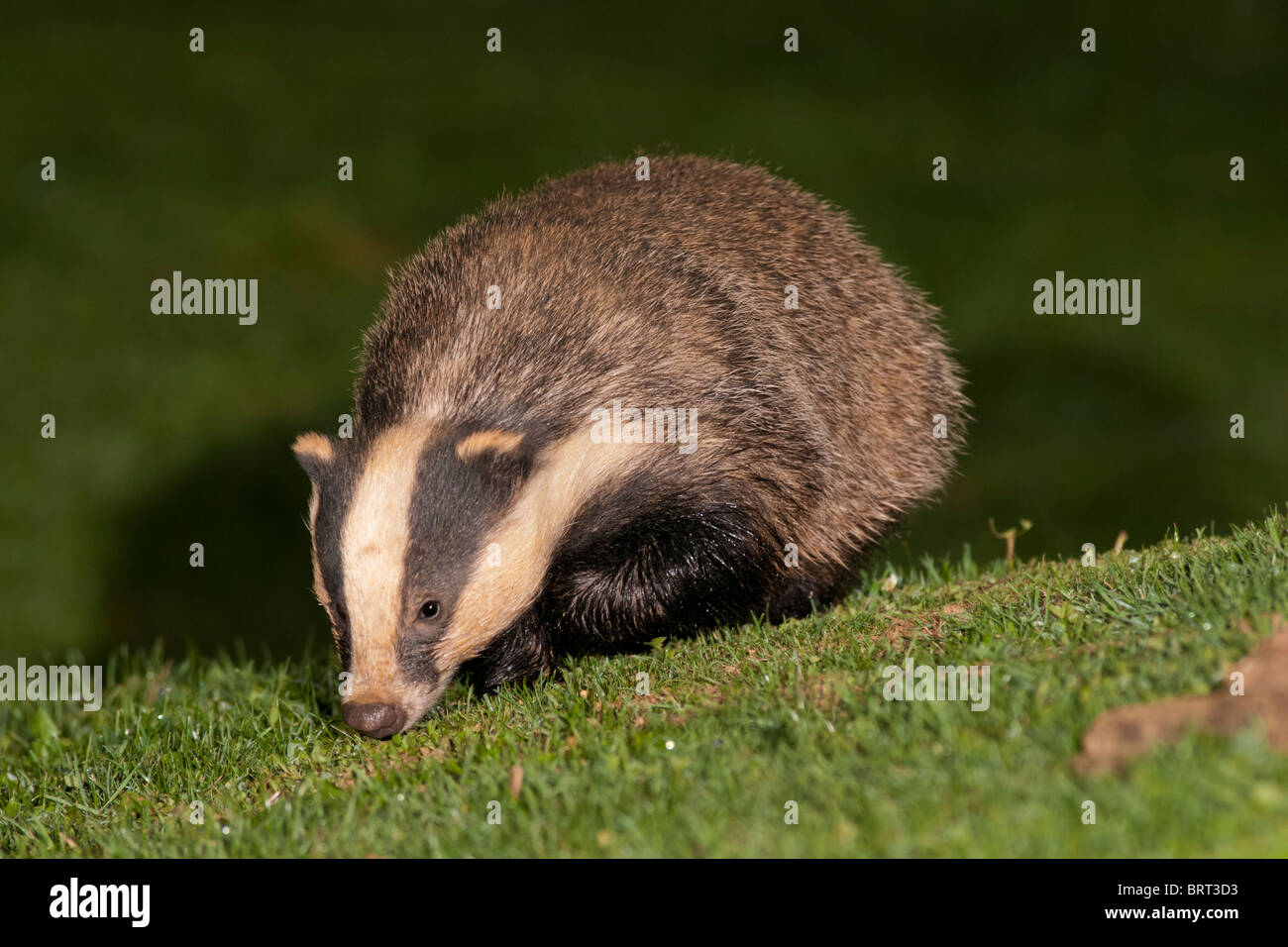 Eurasian Badger (meles meles Stock Photo - Alamy