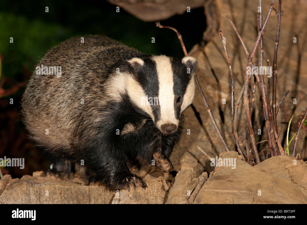 Eurasian Badger (meles meles Stock Photo - Alamy