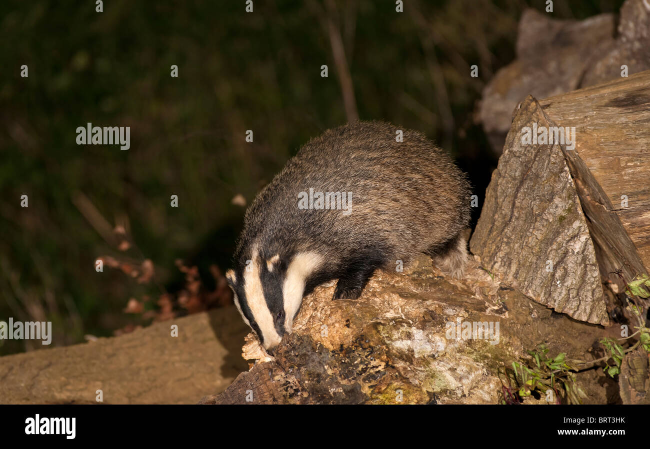Eurasian Badger (meles meles Stock Photo - Alamy