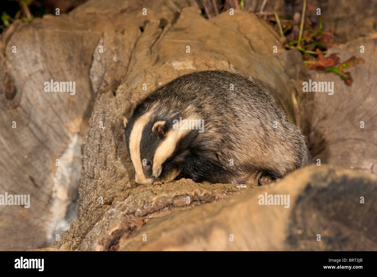 Eurasian Badger (meles meles Stock Photo - Alamy