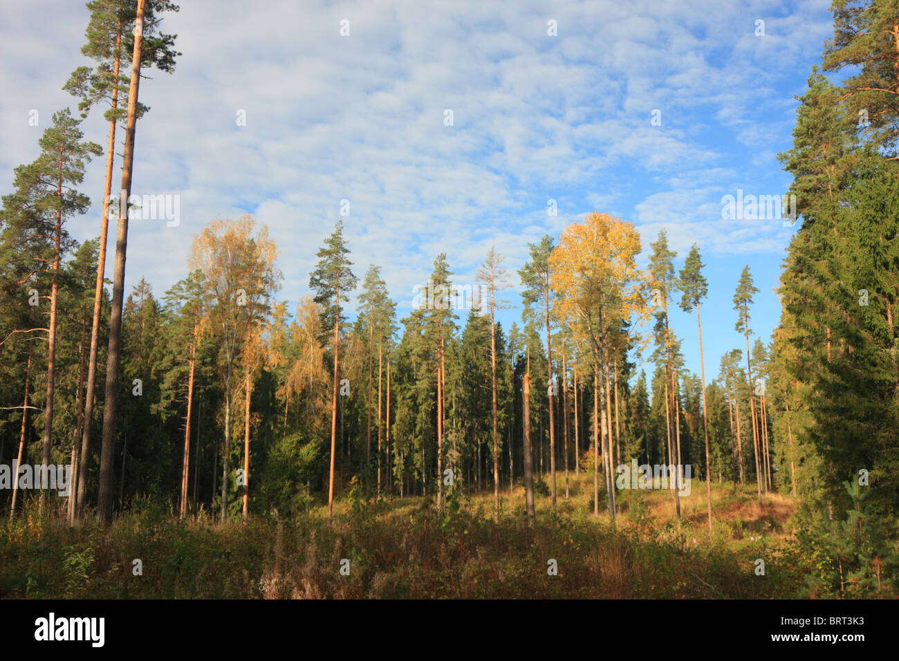 Forest cutting hi-res stock photography and images - Alamy
