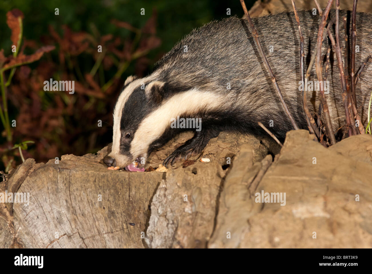 Meles meles hi-res stock photography and images - Alamy
