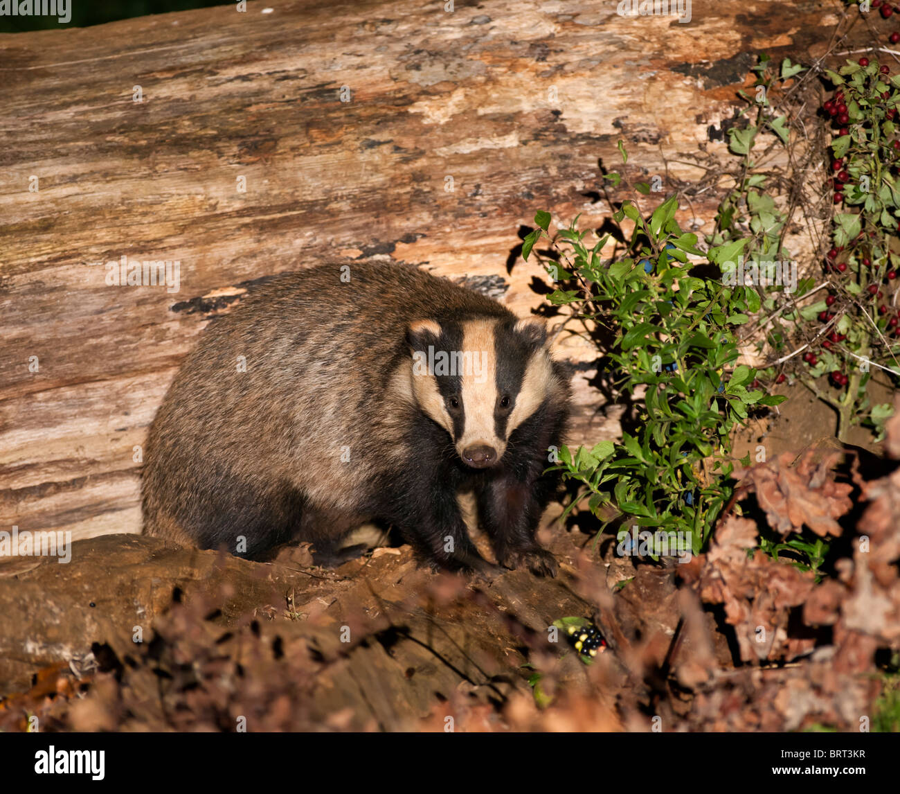 Eurasian Badger (meles meles Stock Photo - Alamy