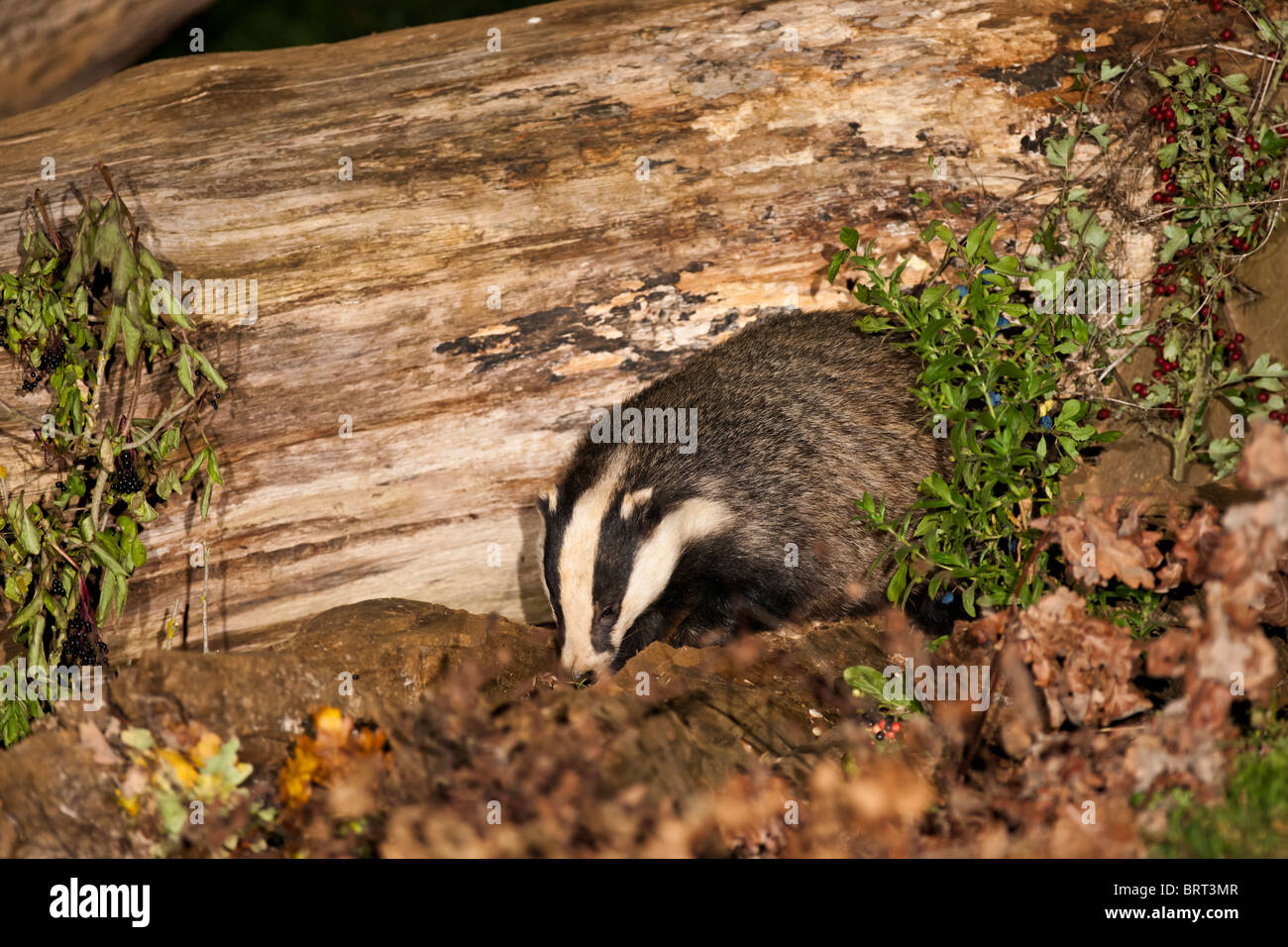 Eurasian Badger (meles meles Stock Photo - Alamy