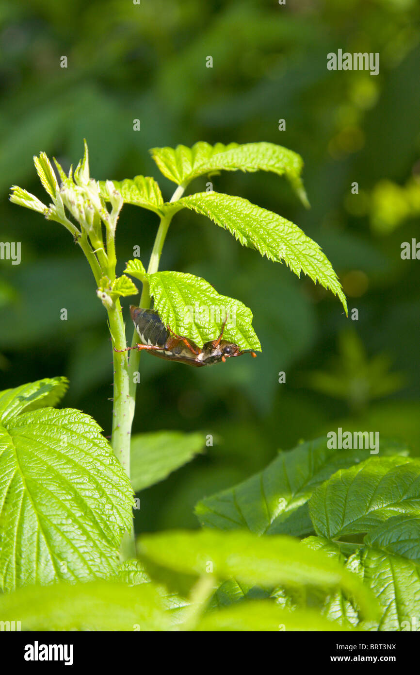 Cockchafer Beetle on raspberry leaves, England Stock Photo - Alamy