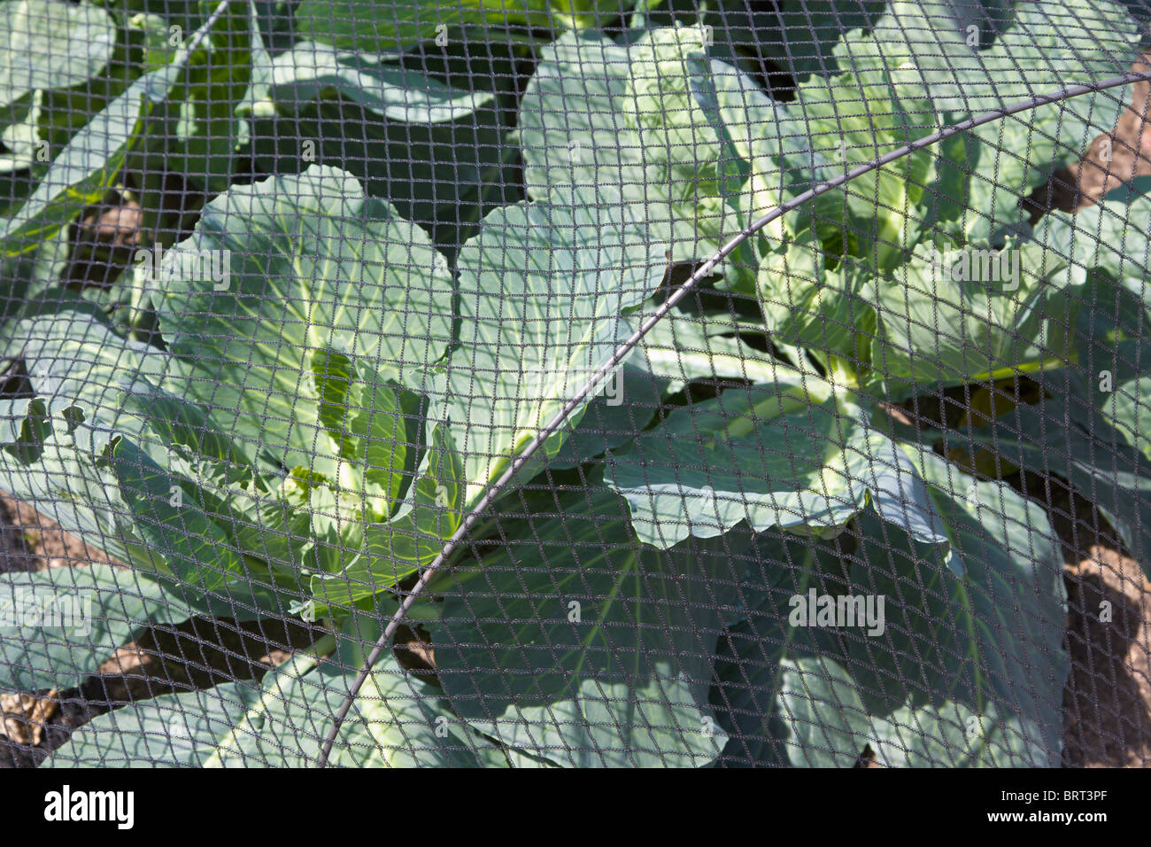 Cabbage netted for protection against pests Stock Photo - Alamy