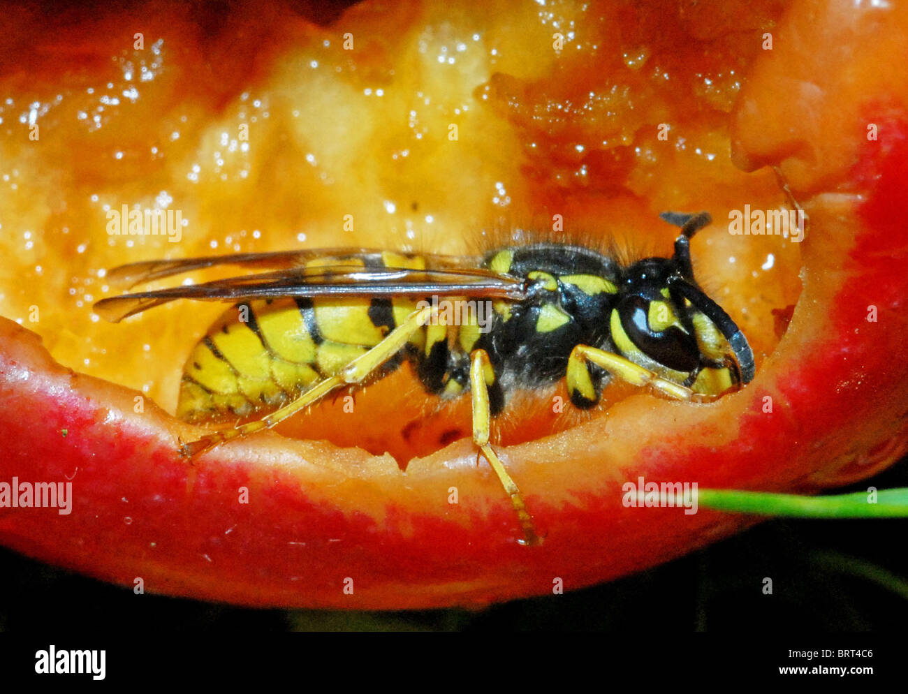 This is the common wasp (Vespula vulgaris) which is well known for its ...