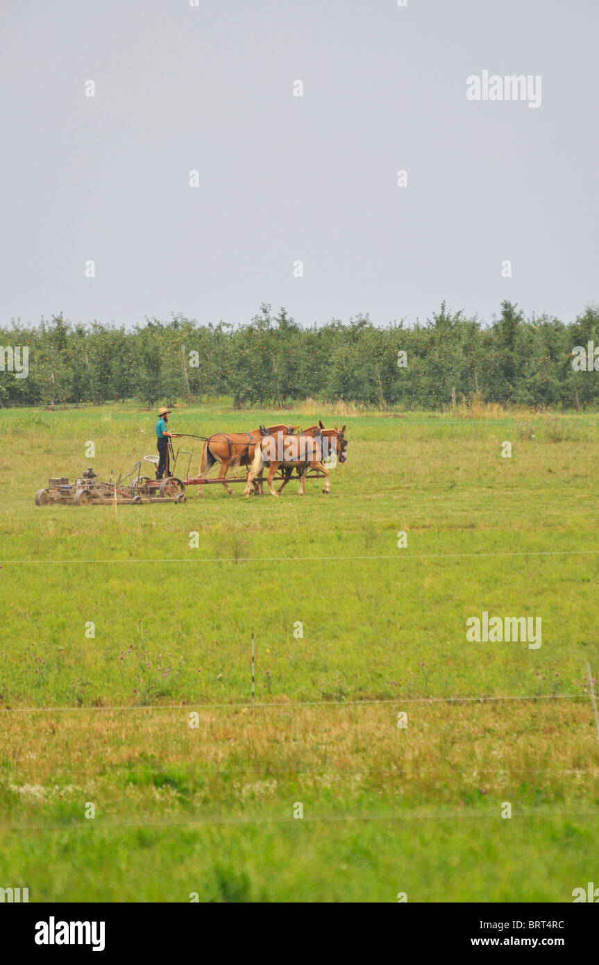 Amish man working in field, Lancaster County, Pennsylvania, USA Stock ...