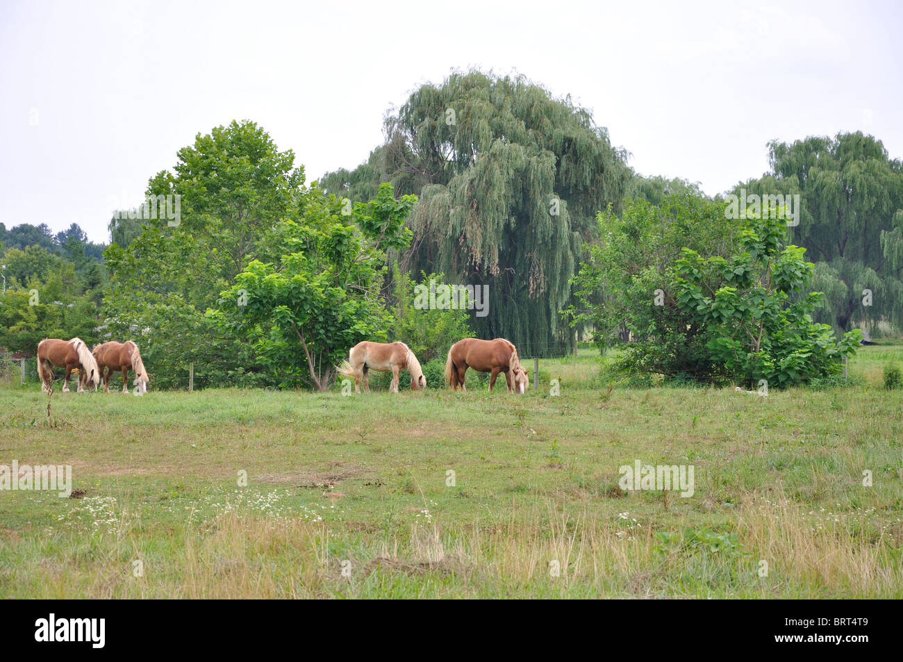 Lancaster pa horses hi-res stock photography and images - Alamy