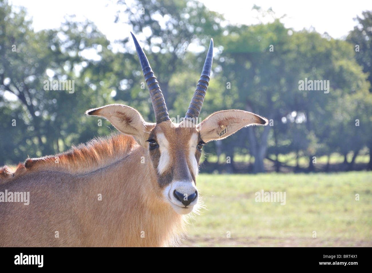 Bluebuck hi-res stock photography and images - Alamy