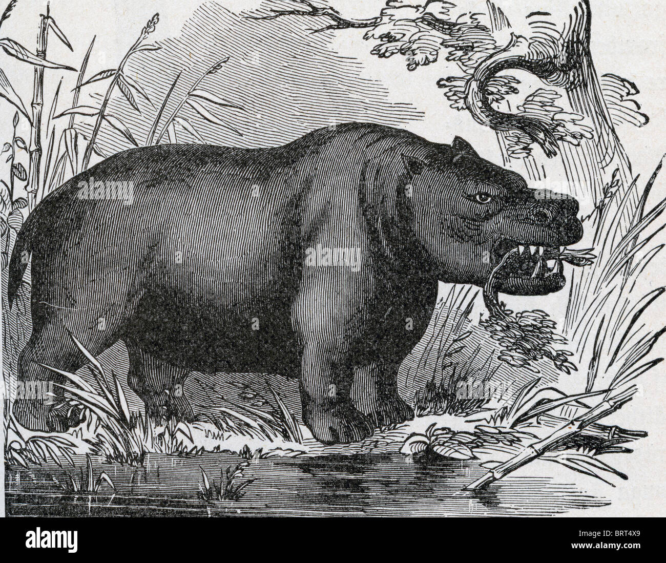 100 year old lithograph of hippo Stock Photo - Alamy