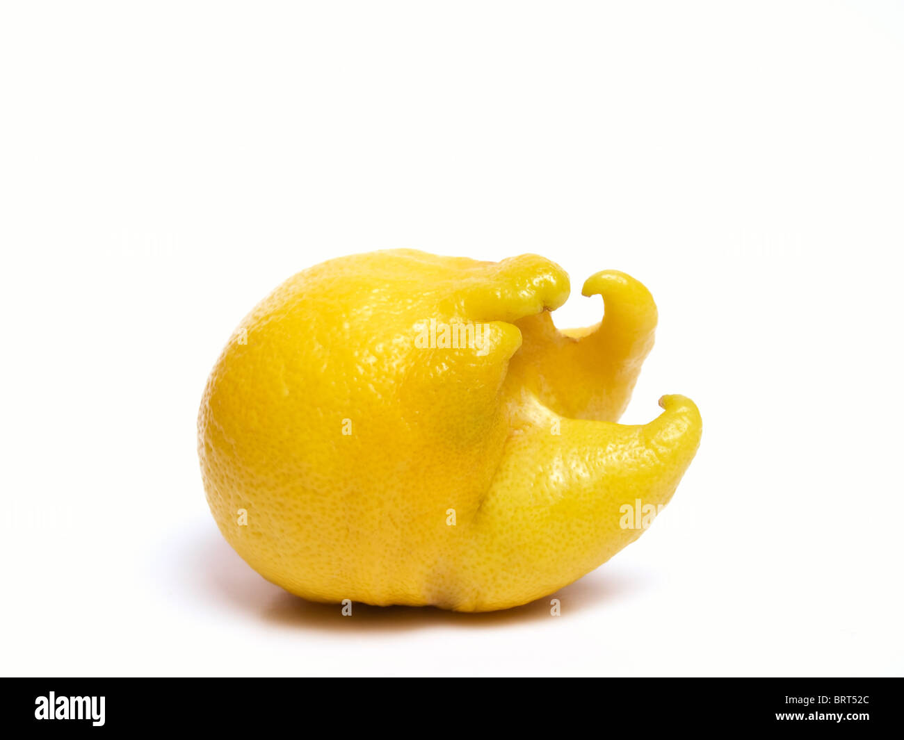 Strange shape of lemon isolated on white background Stock Photo - Alamy