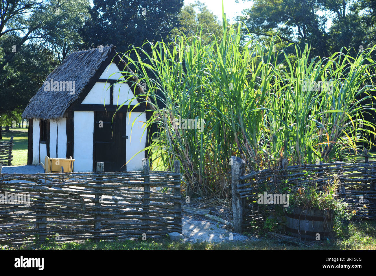 Sugar Cane with 17th Century Farm Shed Stock Photo - Alamy