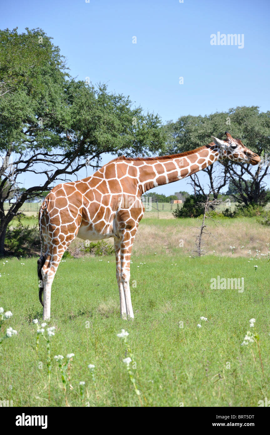 Giraffe on Texas safari Stock Photo - Alamy