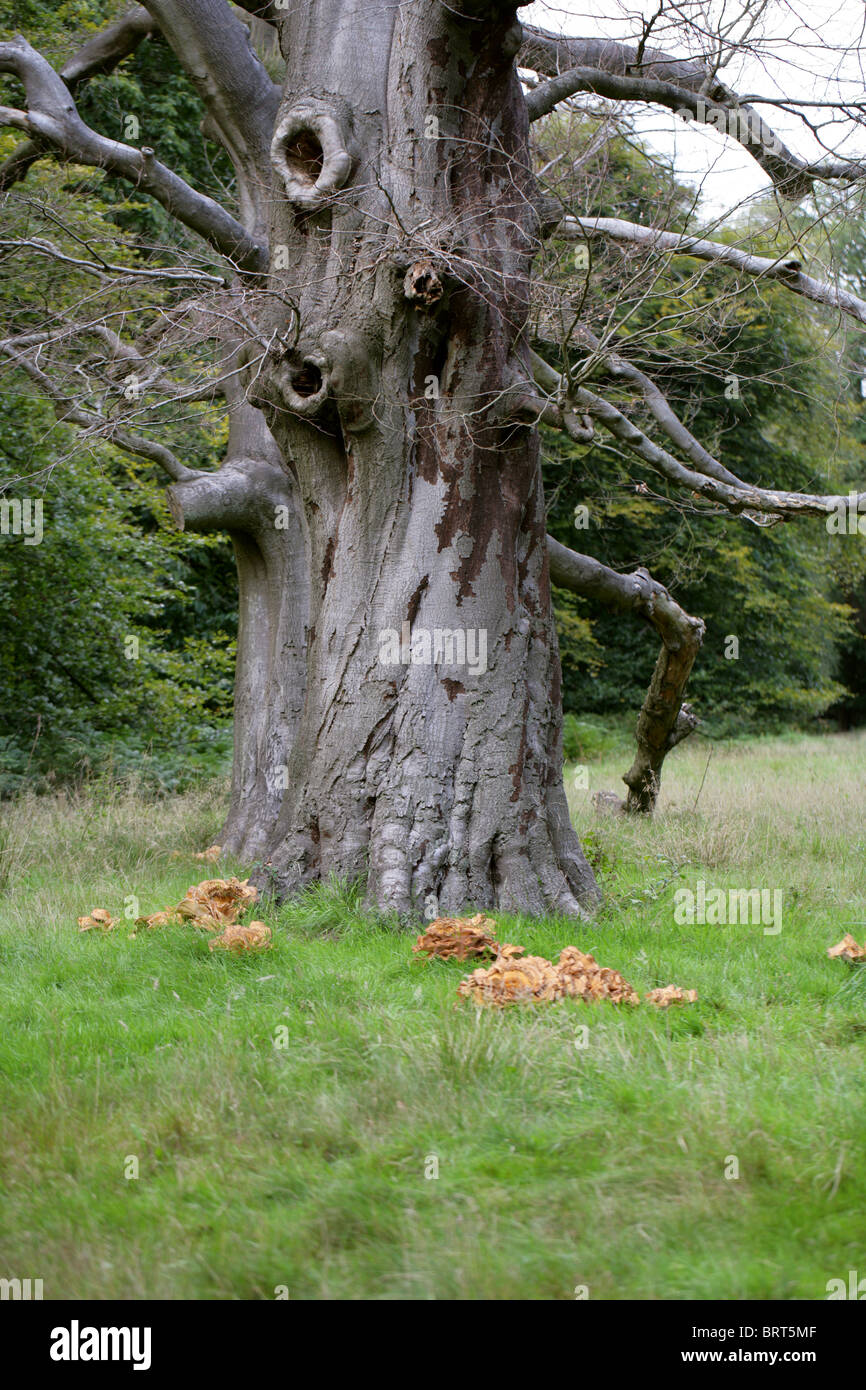Old Beech Tree Surrounded by Giant Polypore Fungus, Meripilus giganteus ...
