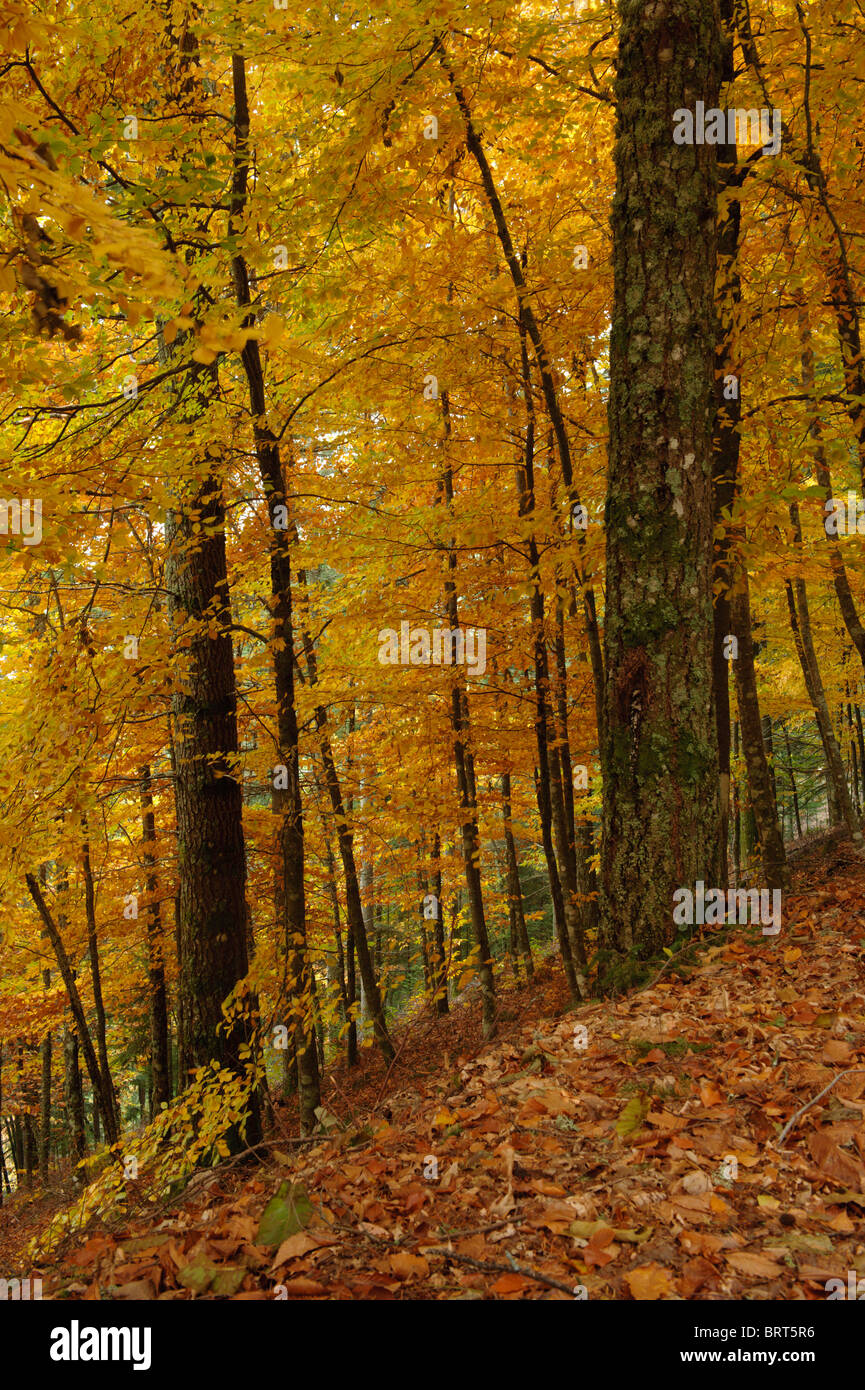 Trees in a forest in the Autumn Stock Photo - Alamy