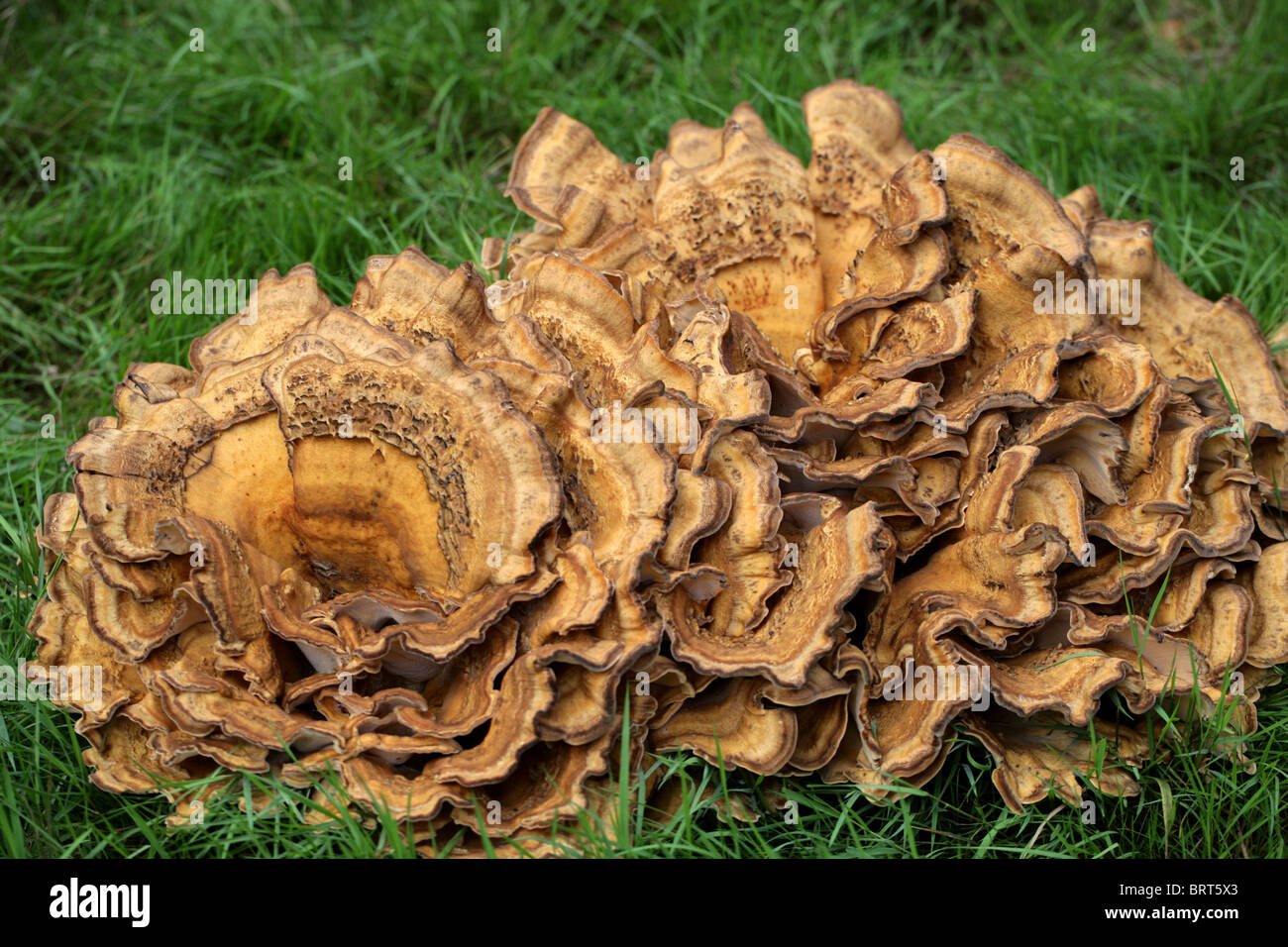 Giant Polypore Fungus, Meripilus giganteus, (Polyporus giganteus ...