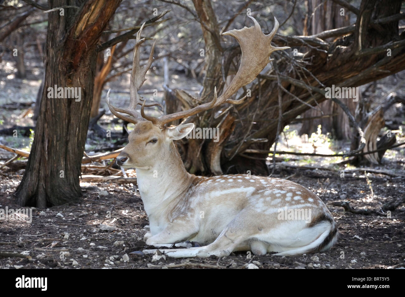 Fallow Deer (Dama dama Stock Photo - Alamy