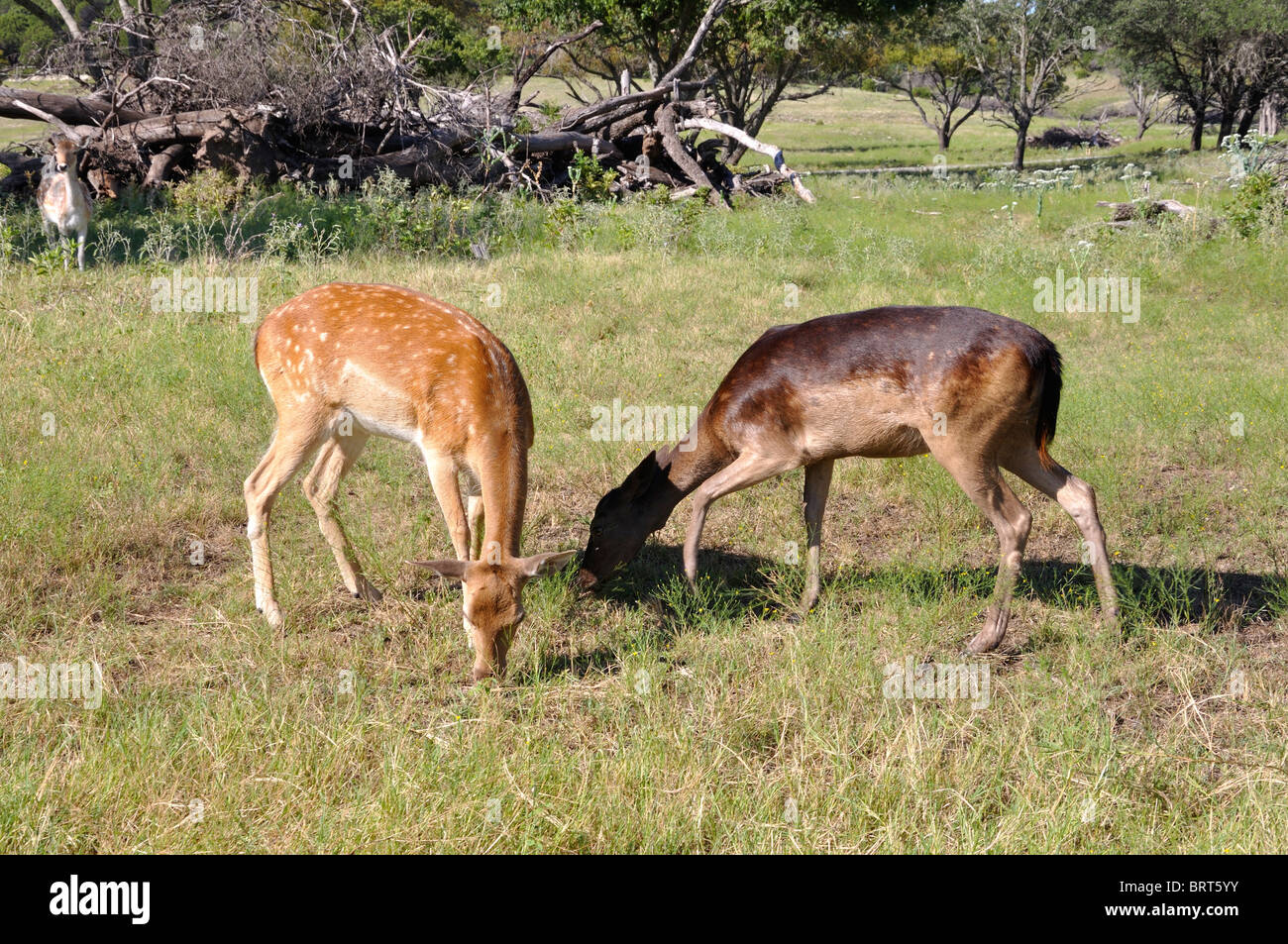 European red deer fawns - Cervus elaphus Stock Photo - Alamy
