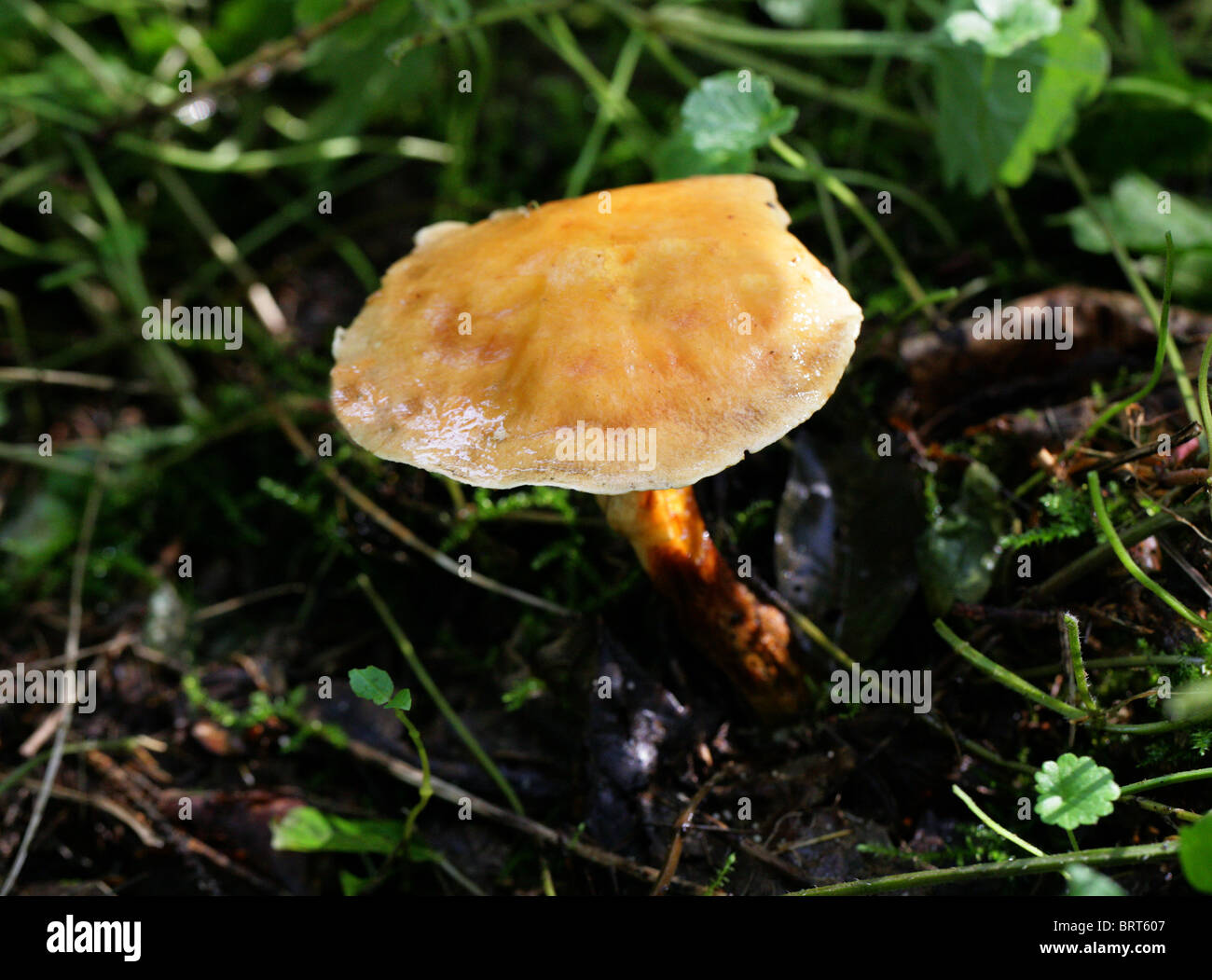 Greville's or Larch Bolete Fungus, Suillus grevillei, Boletaceae Stock ...