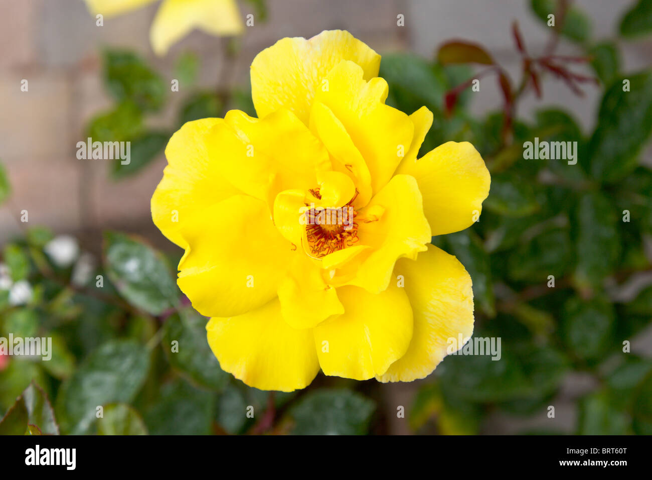 Climbing rose hi-res stock photography and images - Alamy