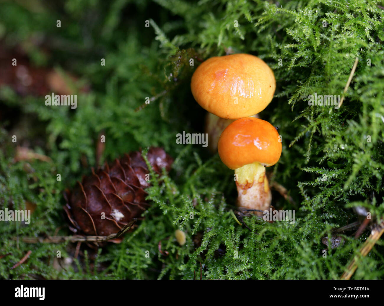 Young Greville's or Larch Bolete Fungus, Suillus grevillei, Boletaceae ...
