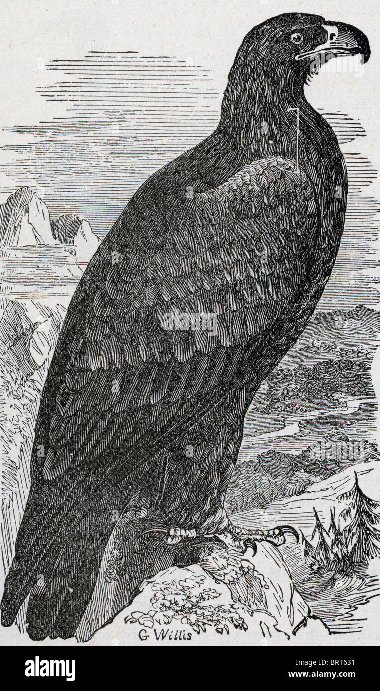 100 year old lithograph of eagle Stock Photo - Alamy
