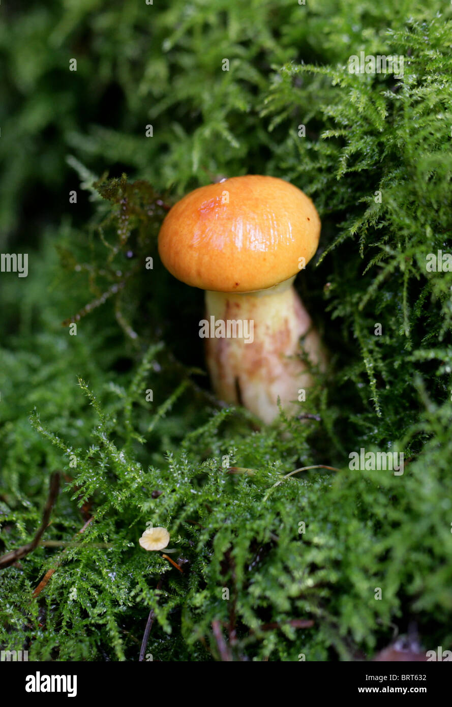 Young Greville's or Larch Bolete Fungus, Suillus grevillei, Boletaceae ...