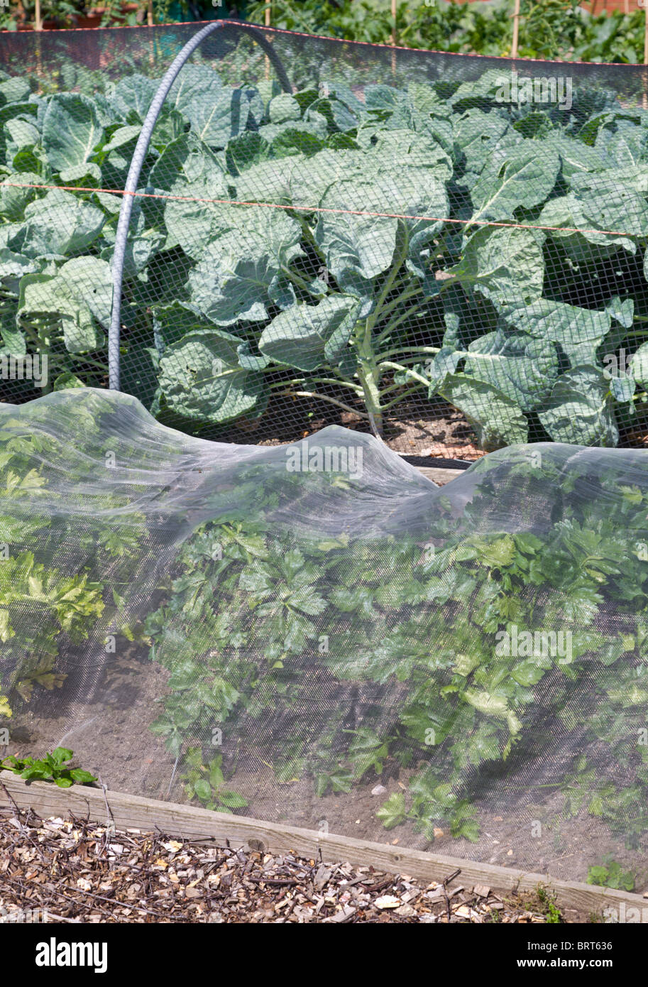 Net as protection against pests hi-res stock photography and images - Alamy