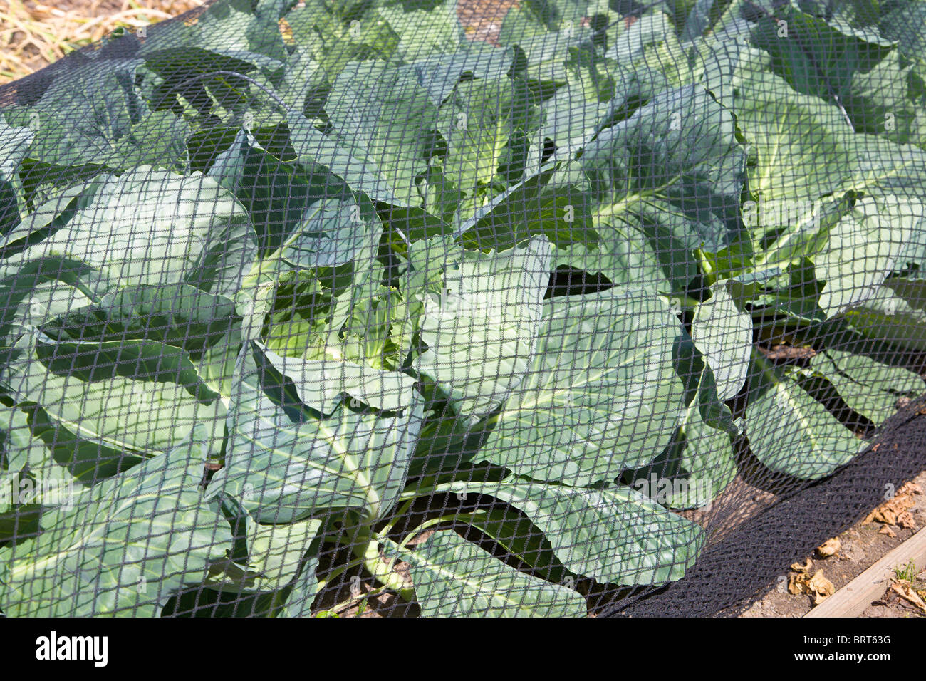 Pests hi-res stock photography and images - Alamy