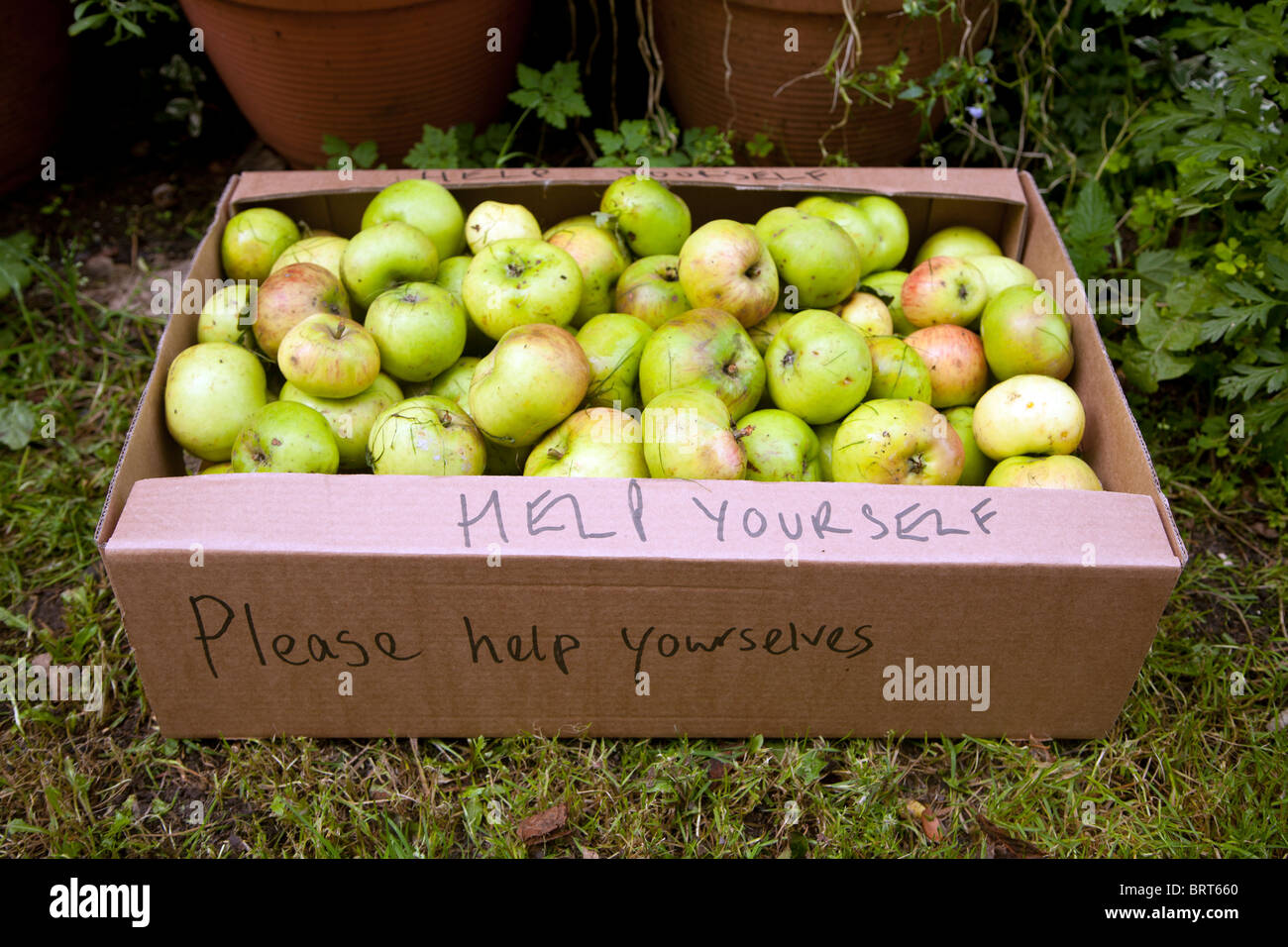 Cooking apples in cardboard box 'Please help yourself' Stock Photo - Alamy