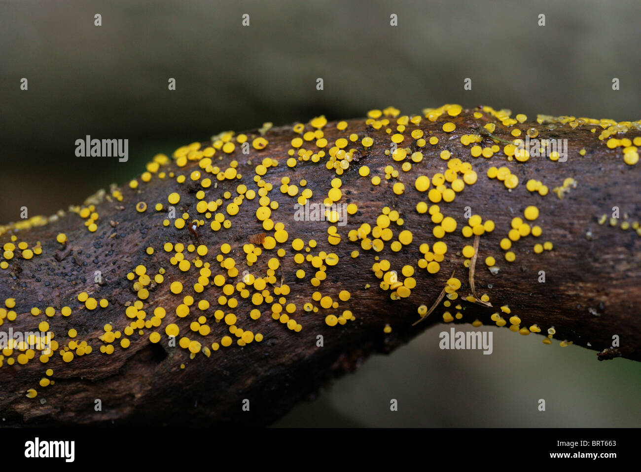 Lemon Disco Fungus, Bisporella citrina, Helotiaceae. Syn. Bisporella ...