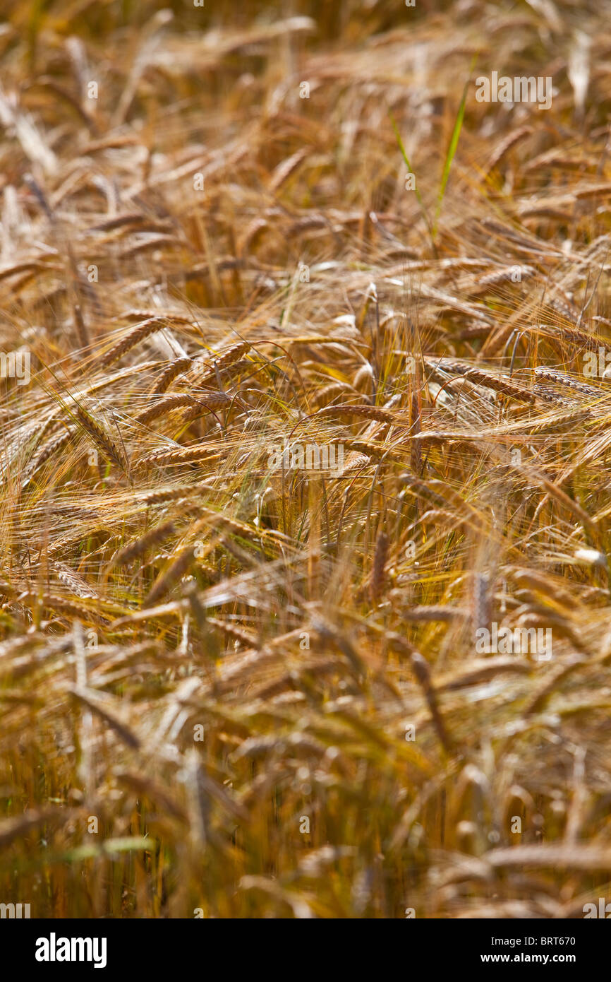 ripening barley scotland Stock Photo - Alamy