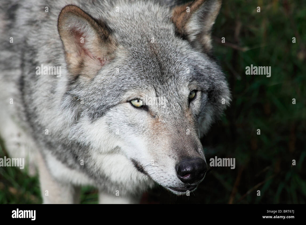 This is a close-up of a gray wolf Stock Photo - Alamy