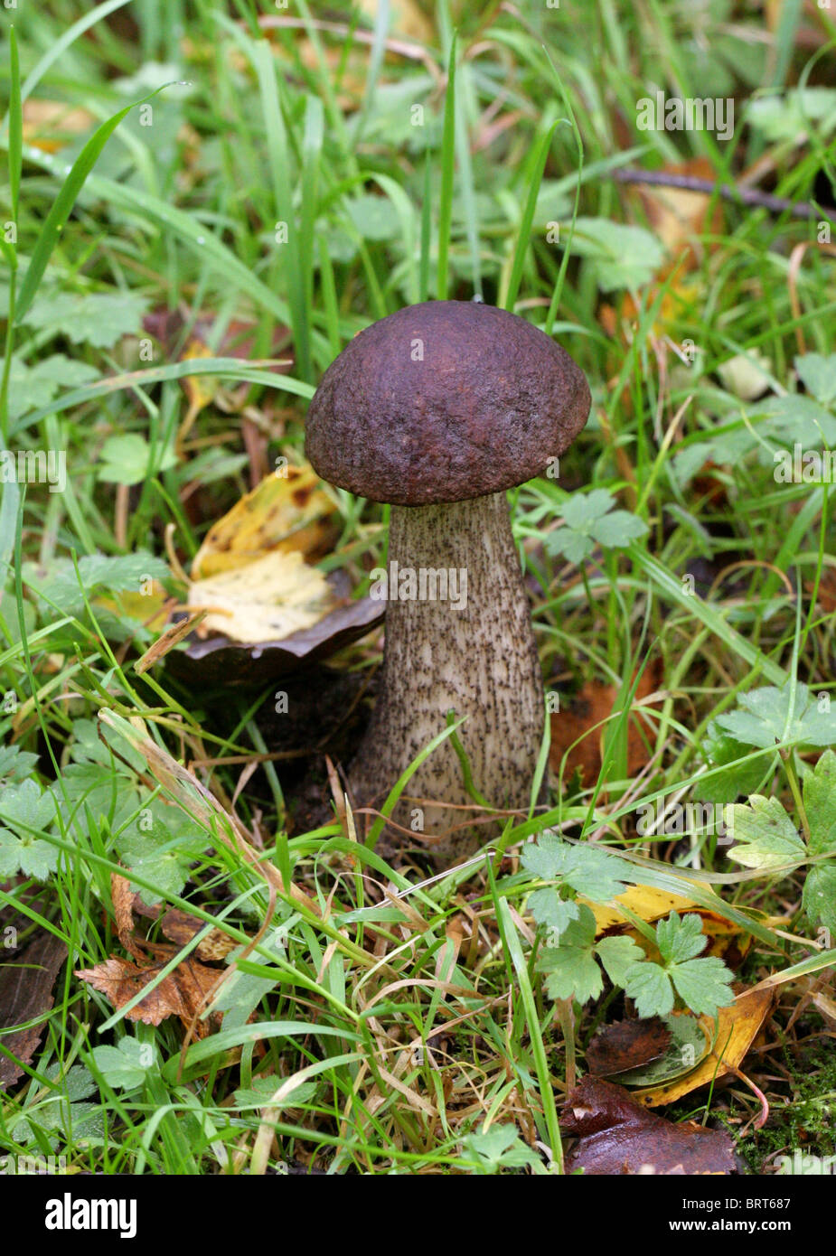 Mottled Bolete Fungus, Leccinum variicolor, Boletaceae Stock Photo - Alamy
