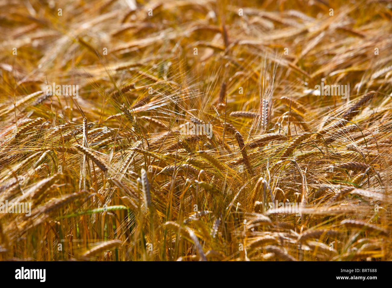 ripening barley scotland Stock Photo - Alamy