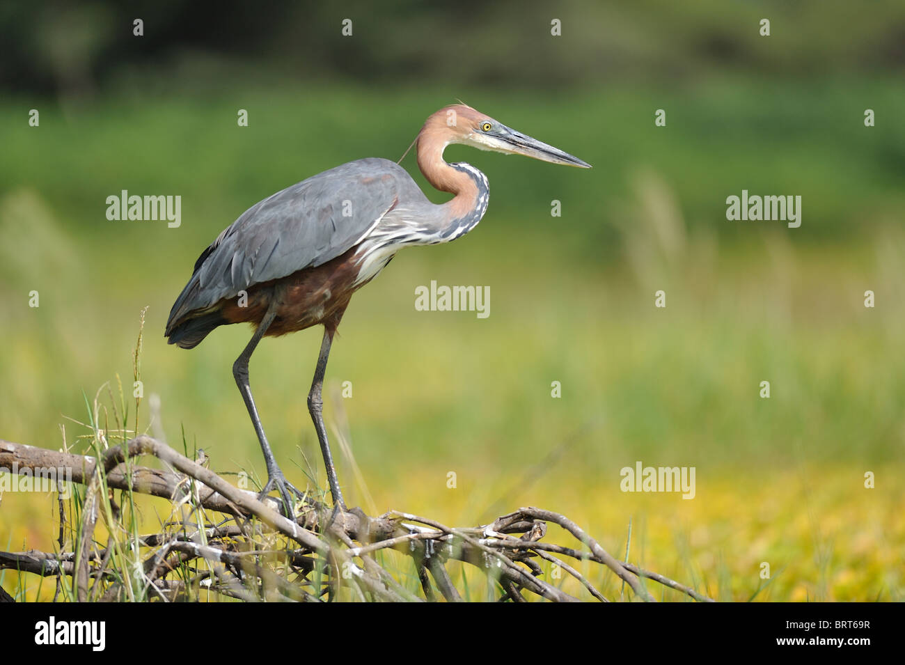 Goliath heron (Ardea goliath) standing on dead branches in the swampy ...