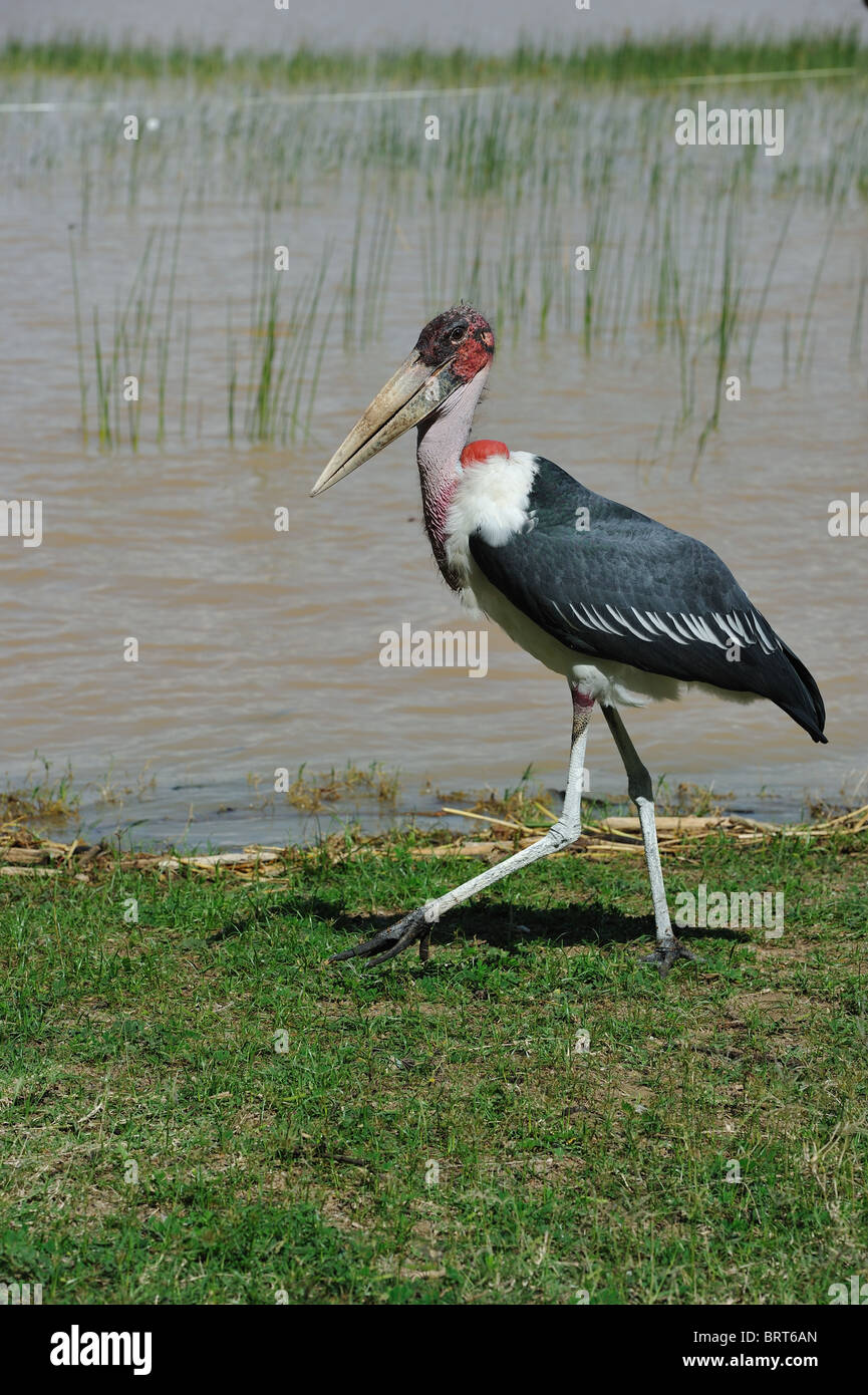 Marabou stork walking hi-res stock photography and images - Alamy