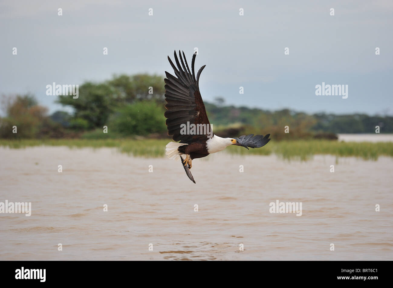 African fish eagle fishing in hi-res stock photography and images - Alamy