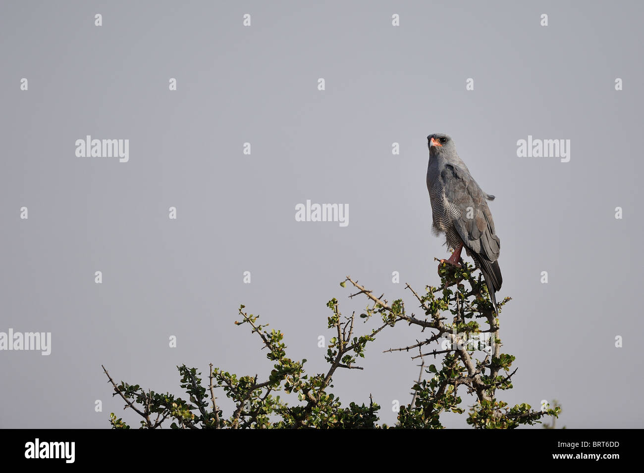 Gabar goshawk (Micronisus gabar - Melierax gabar) perched on a tree ...