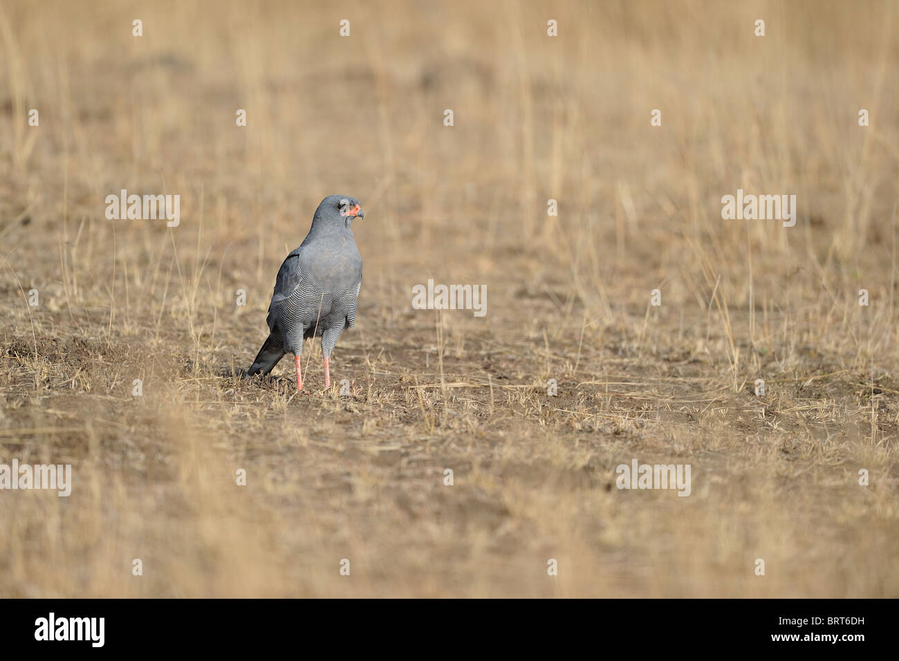 Gabar goshawk (Micronisus gabar - Melierax gabar) standing on the ...